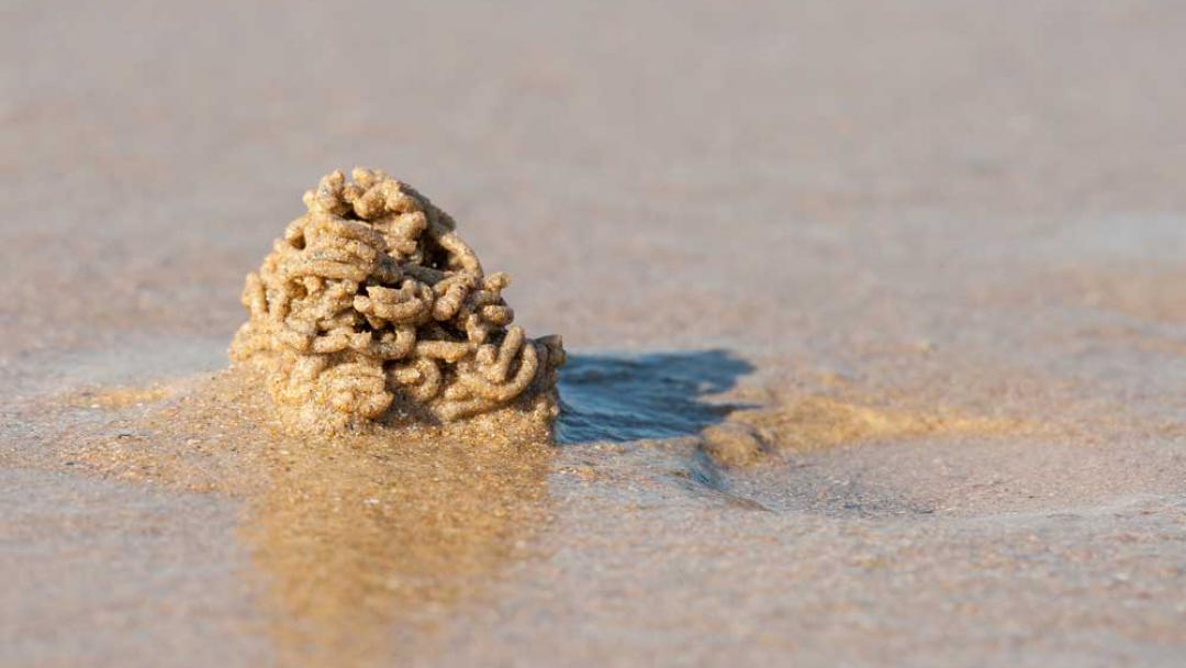 Grav sandorm | Det Danske Spejderkorps