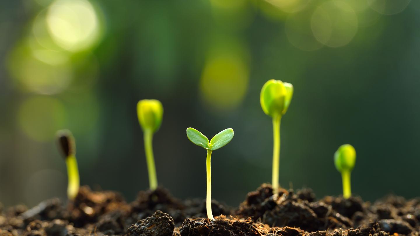 Fra frø til plante | Det Danske Spejderkorps