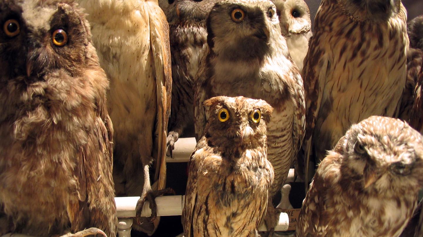 Dyr i skoven: Ræv, egern, mus, muldvarp, fasan, ugle | Det Danske ...