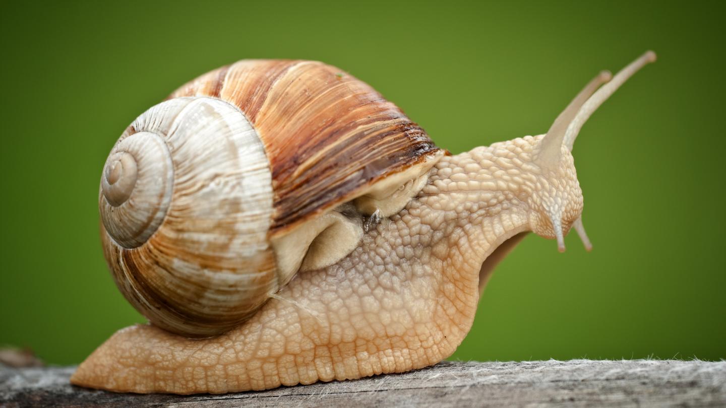 Stærke snegle | Det Danske Spejderkorps