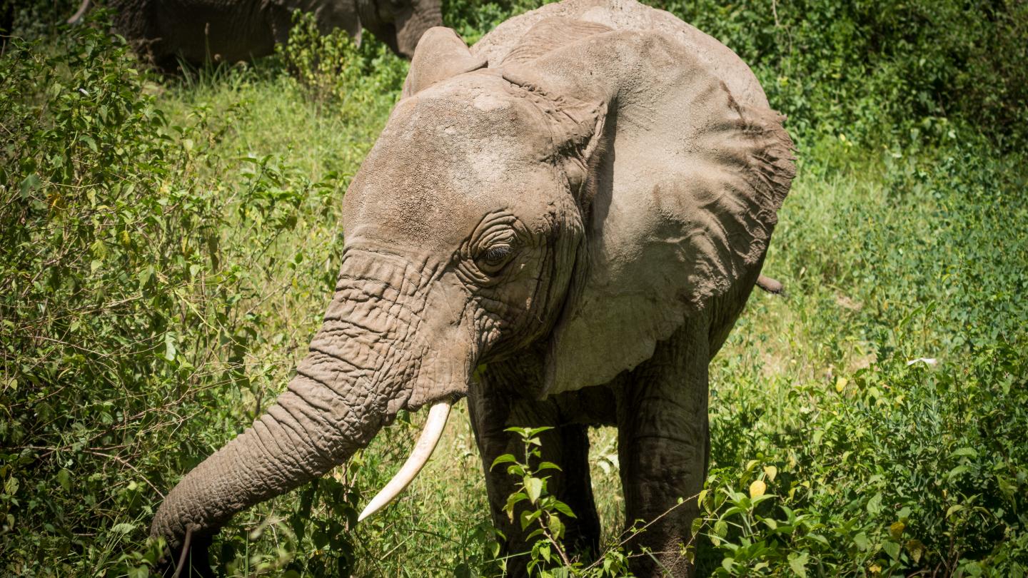 Elefantens snabel | Det Danske Spejderkorps