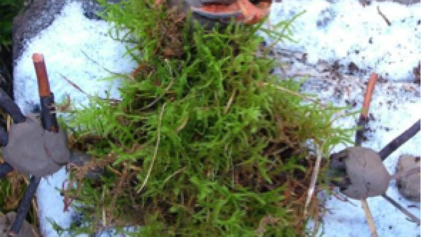 Træ-trolde | Det Danske Spejderkorps