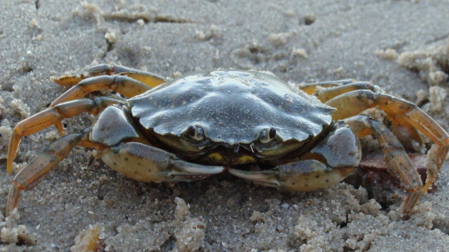 Fang krabber | Det Danske Spejderkorps